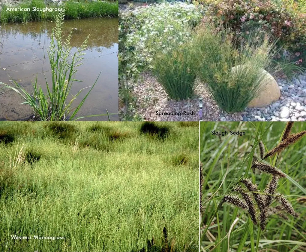 Pacific Northwest Native Seed– Pro Time Lawn Seed