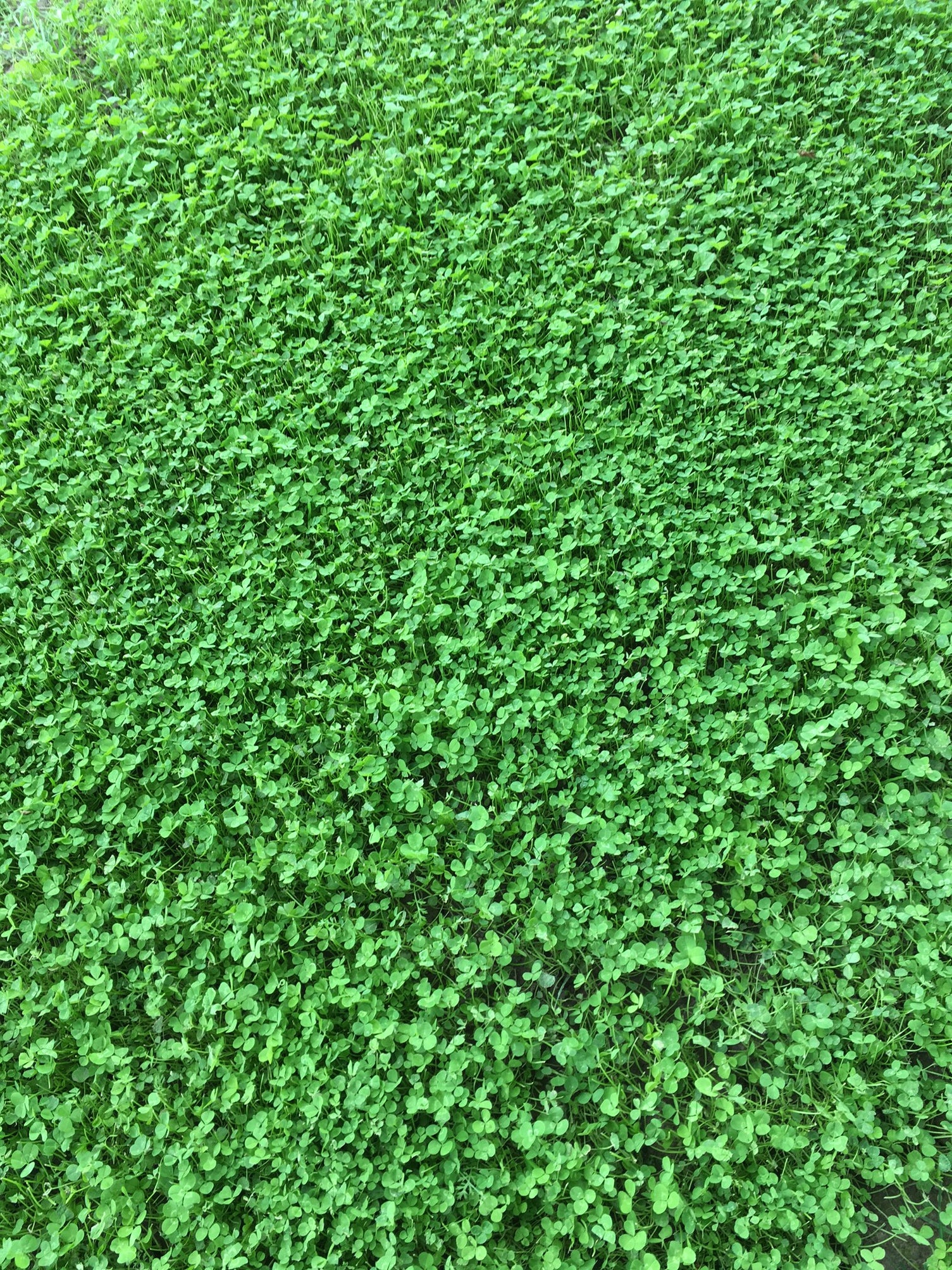 PT 799 Microclover® - Pro Time Lawn Seed