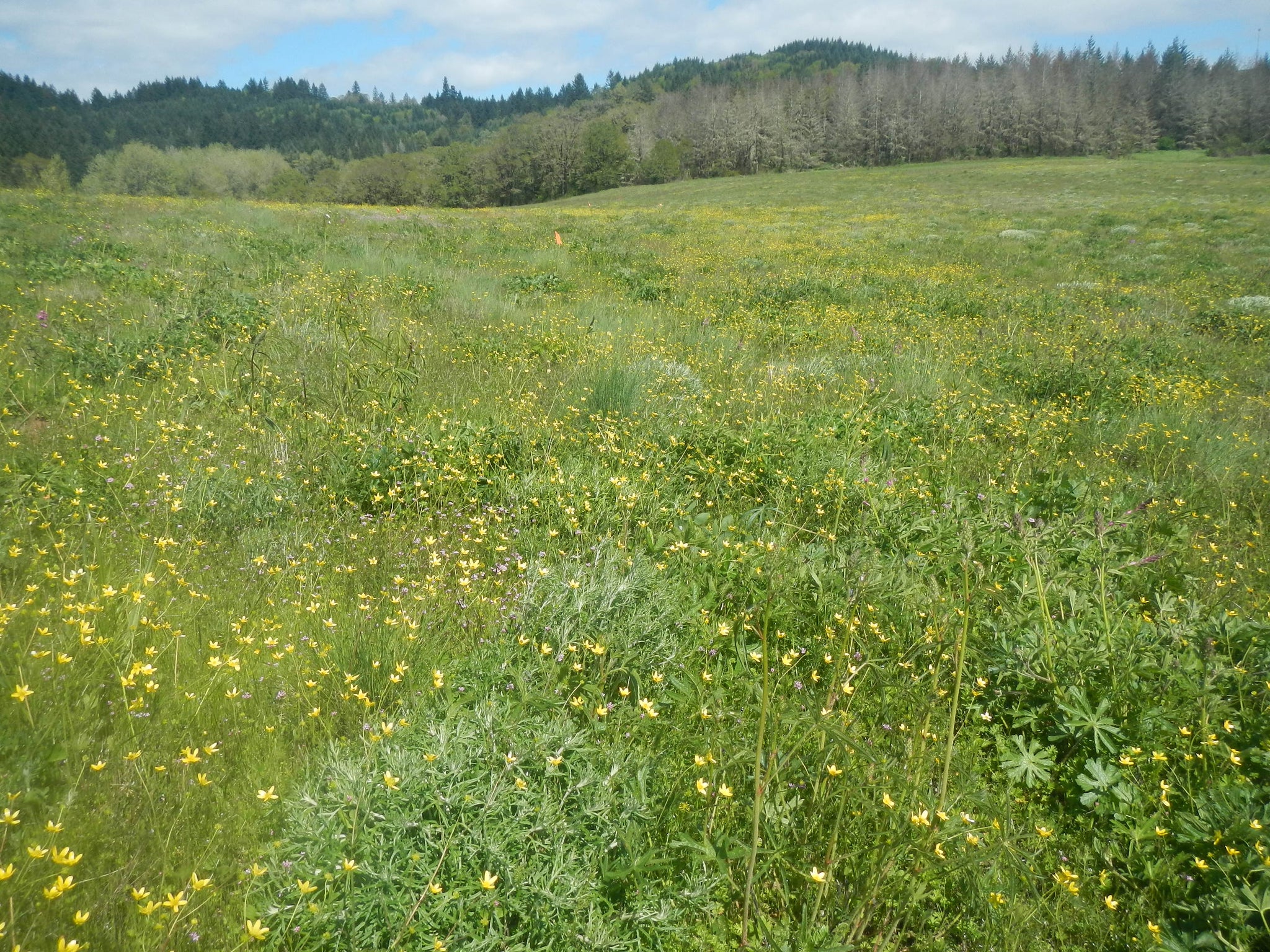 PT 453 Native Dry Prairie Mix - Pro Time Lawn Seed