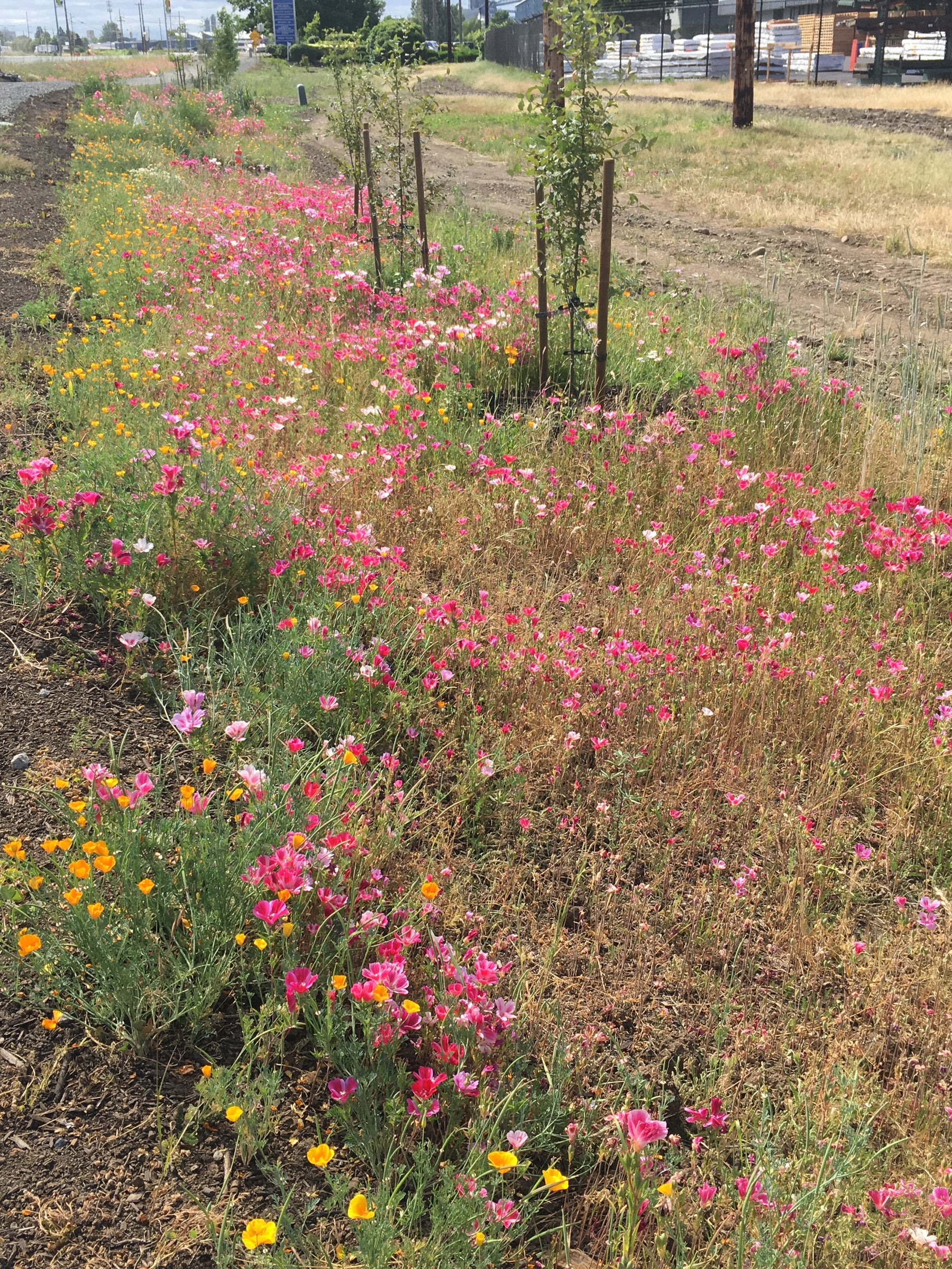 Pacific Northwest Native Seed– Pro Time Lawn Seed