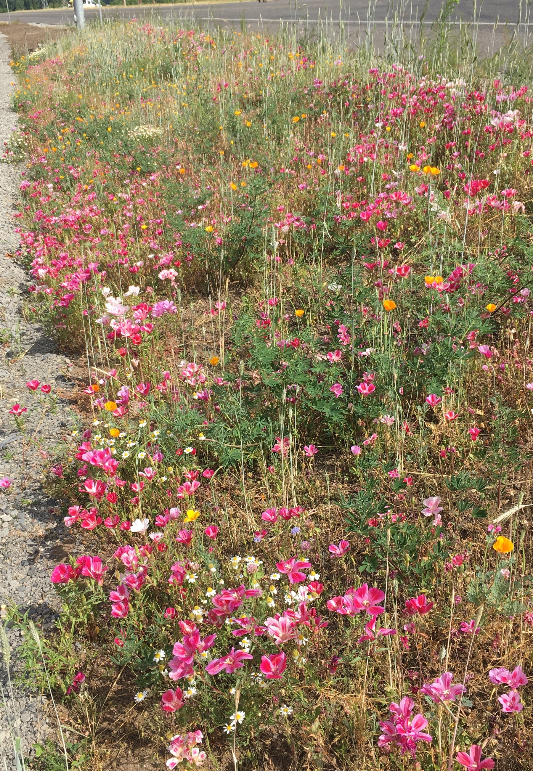 Pacific Northwest Native Seed– Pro Time Lawn Seed