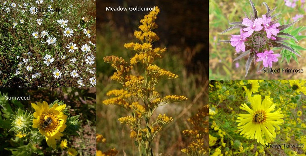 Pacific Northwest Native Seed– Pro Time Lawn Seed