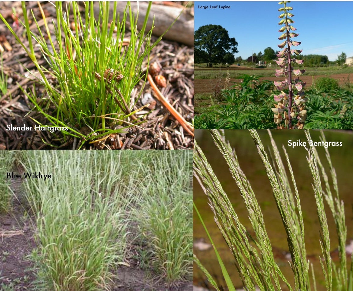 PT 498 Clean Water Services Native Riparian / Zone 2 Mix– Pro Time Lawn ...