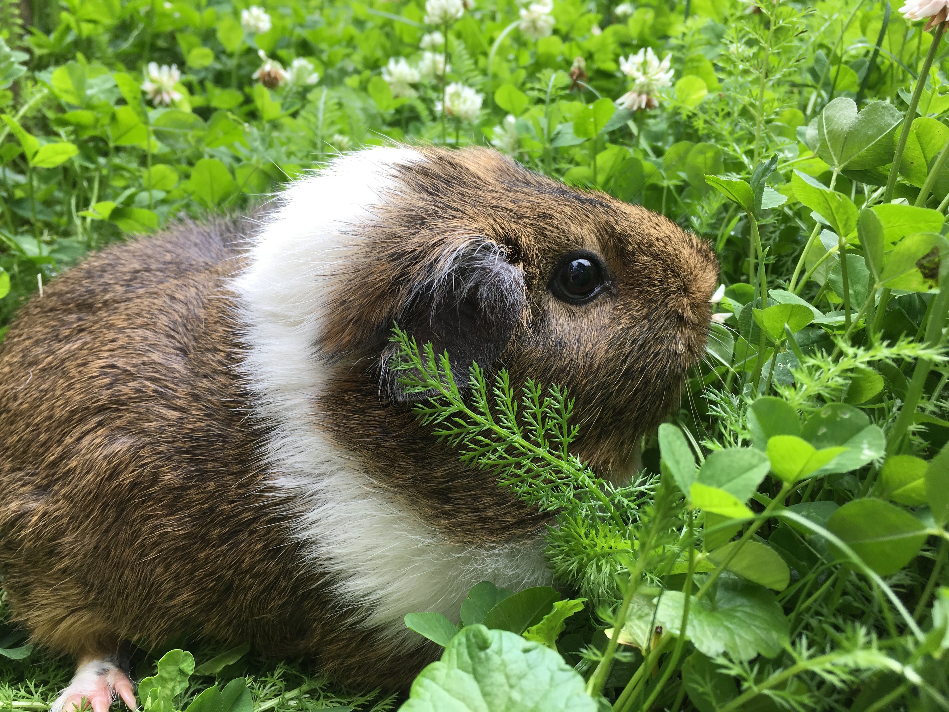 PT 764 Verdant Lawn - Pro Time Lawn Seed