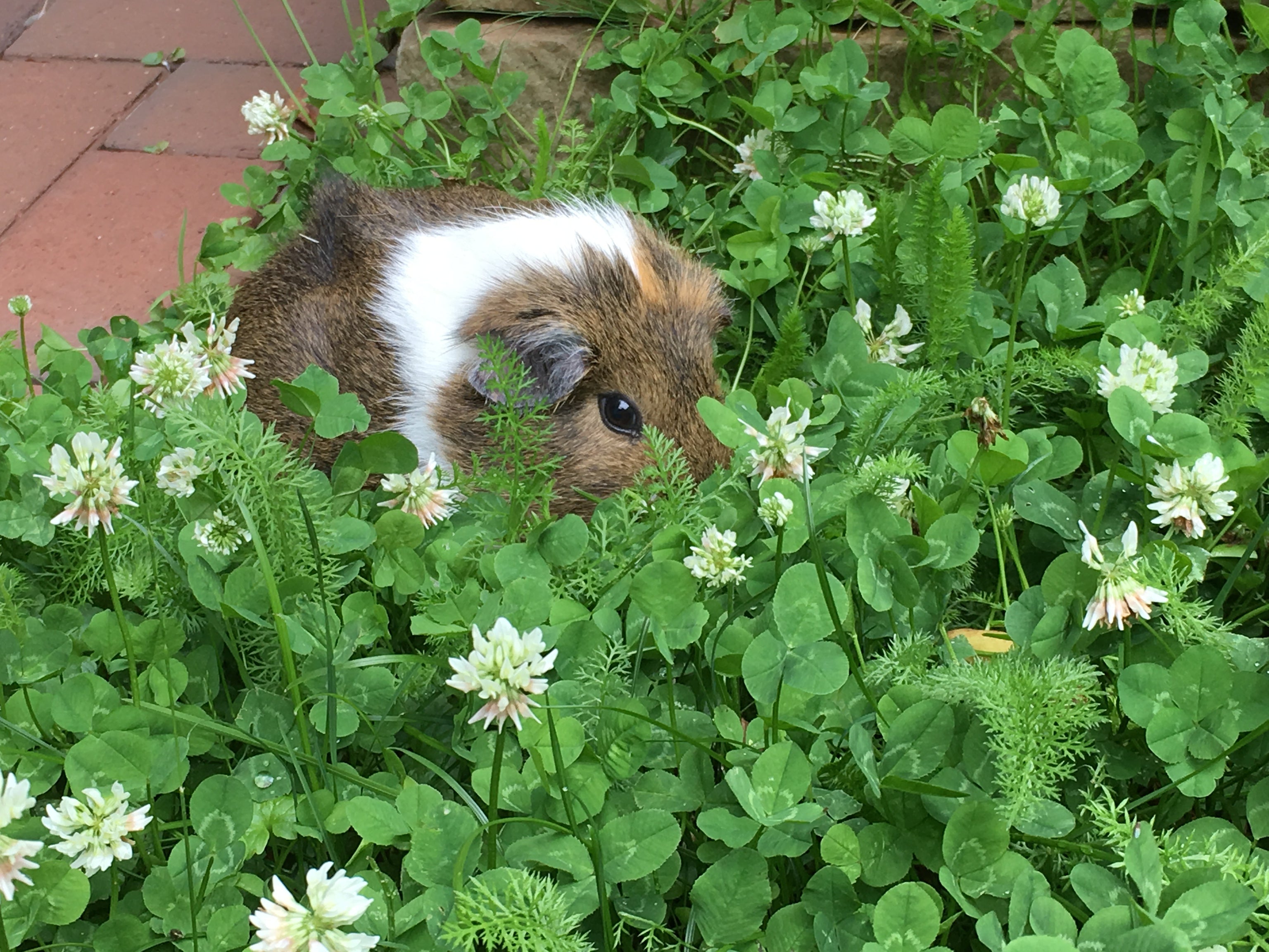 PT 764 Verdant Lawn - Pro Time Lawn Seed