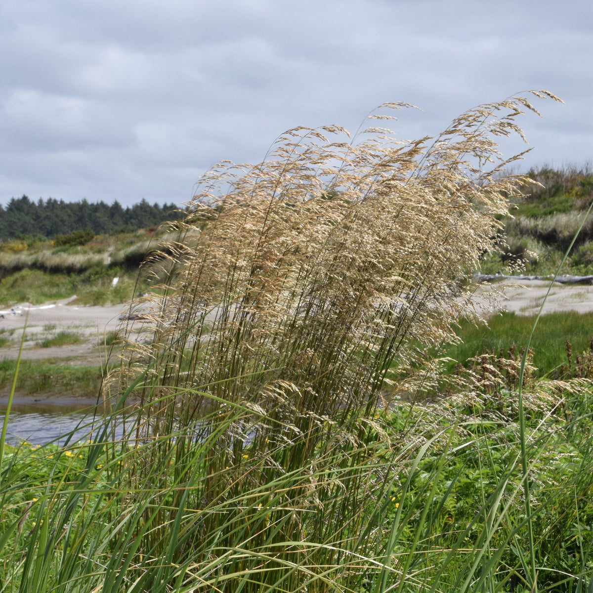 PT 442 BES Grassy Swale Native Mix– Pro Time Lawn Seed