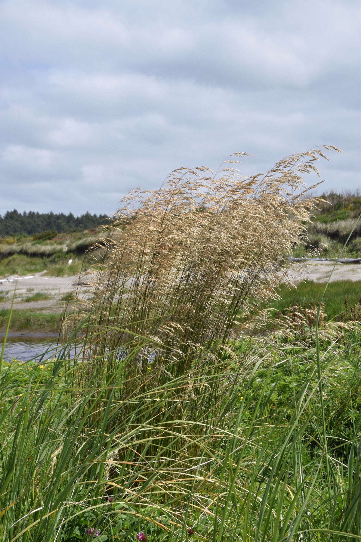 PT 442 BES Grassy Swale Native Mix– Pro Time Lawn Seed
