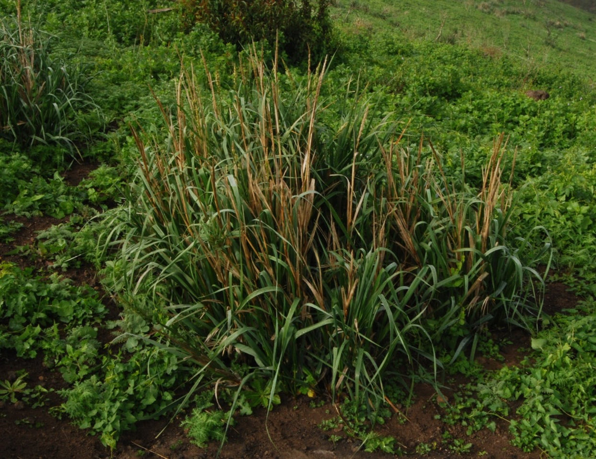 Blue Wildrye– Pro Time Lawn Seed