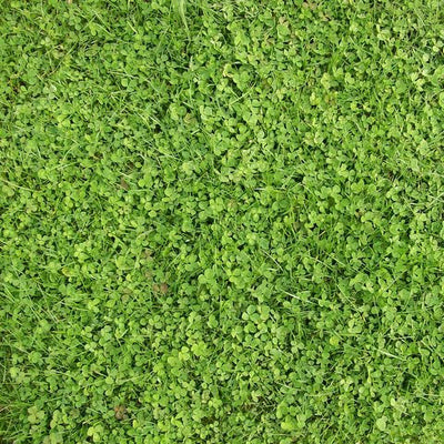 PT 799 Microclover® - Pro Time Lawn Seed