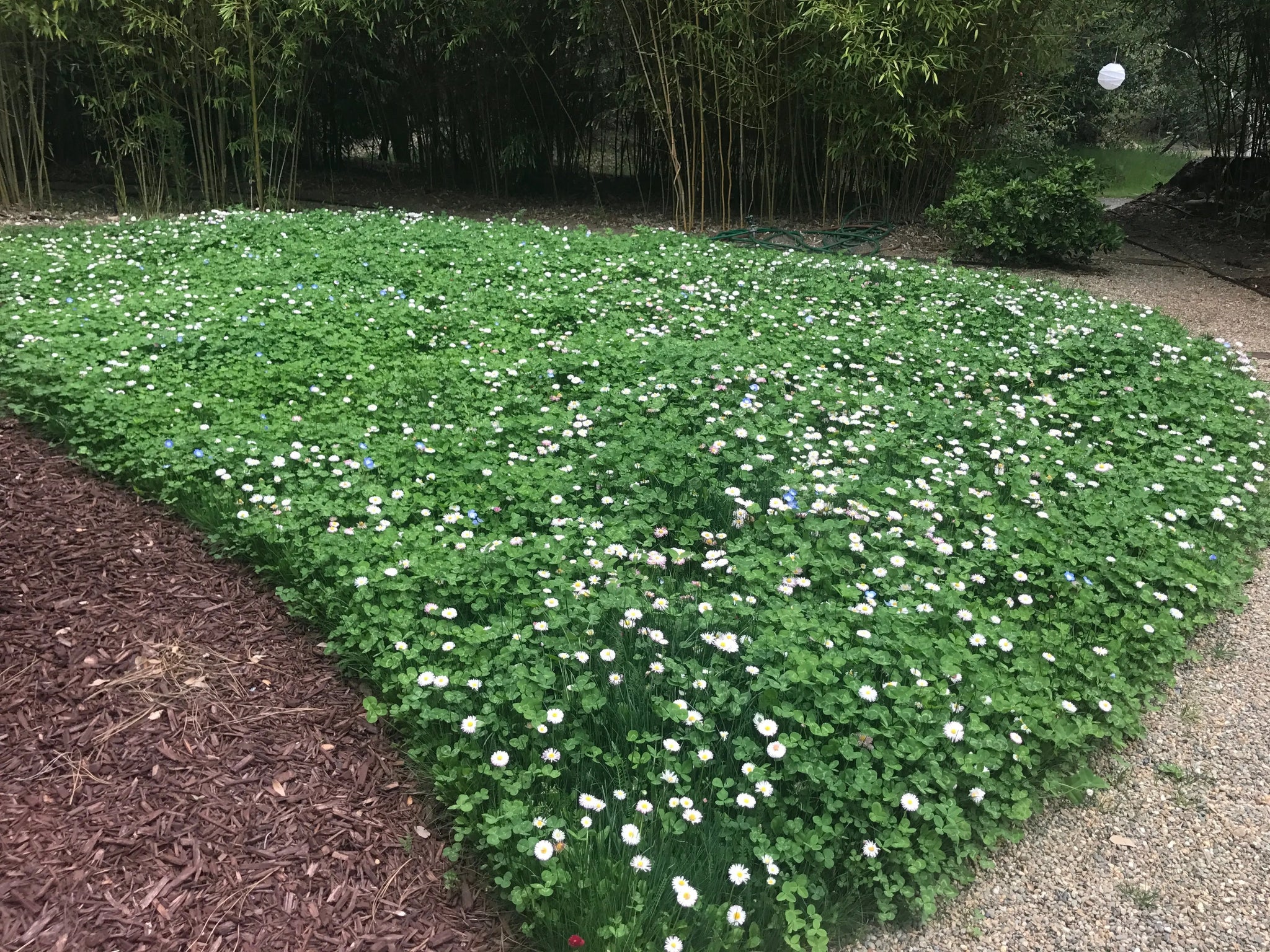 PT 755 Fleur de Lawn® - Pro Time Lawn Seed