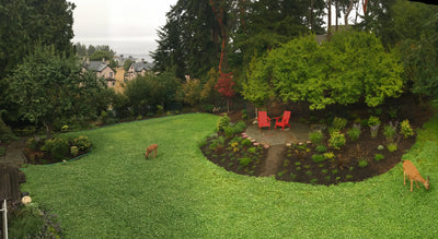 PT 755 Fleur de Lawn® - Pro Time Lawn Seed