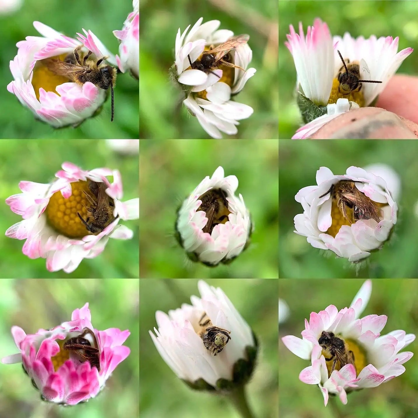 PT 755 Fleur de Lawn® - Pro Time Lawn Seed