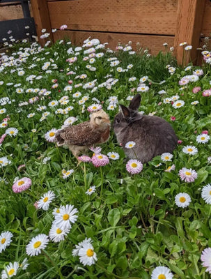 PT 755 Fleur de Lawn® - Pro Time Lawn Seed