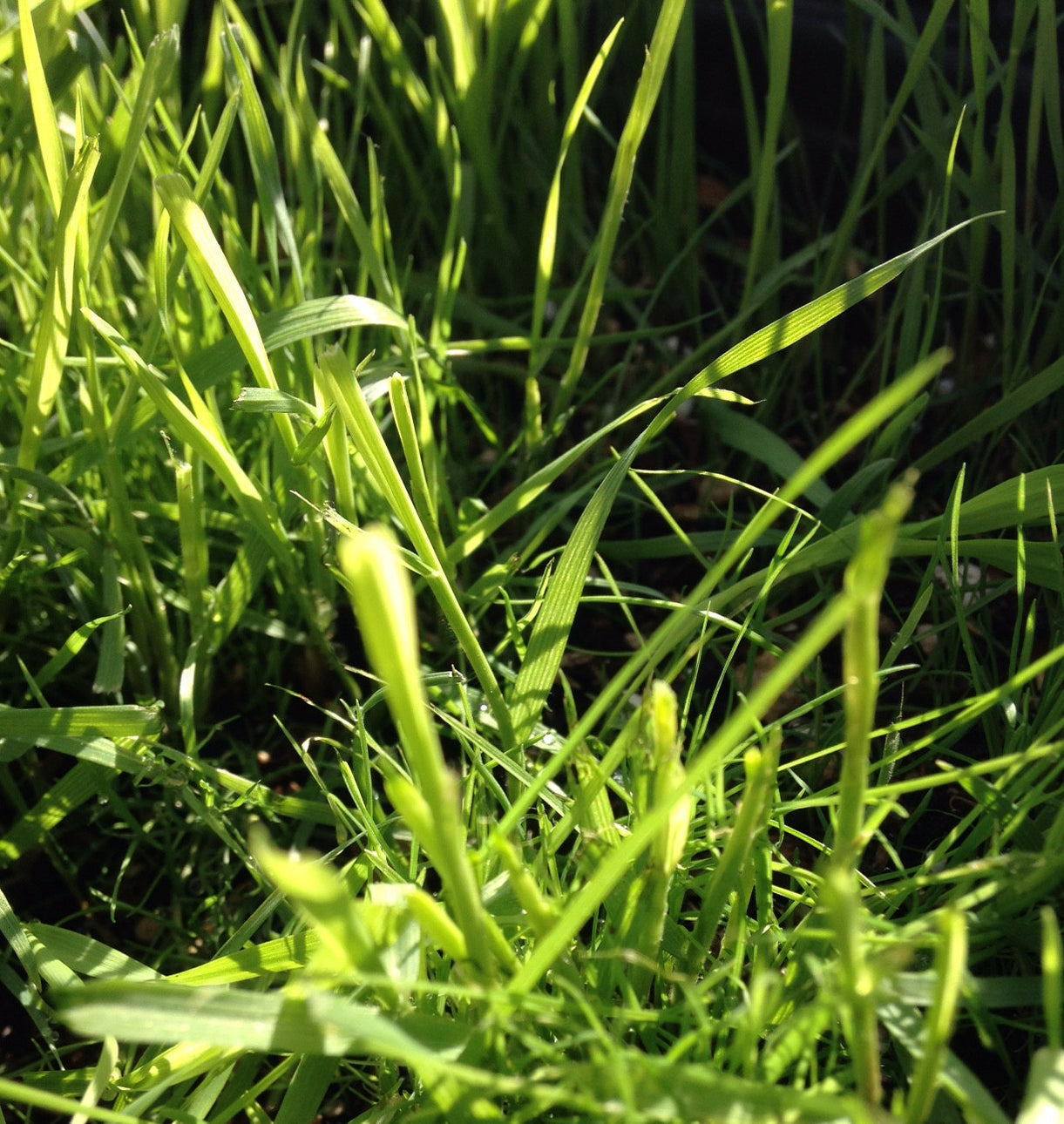 PT 442 BES Grassy Swale Native Mix– Pro Time Lawn Seed