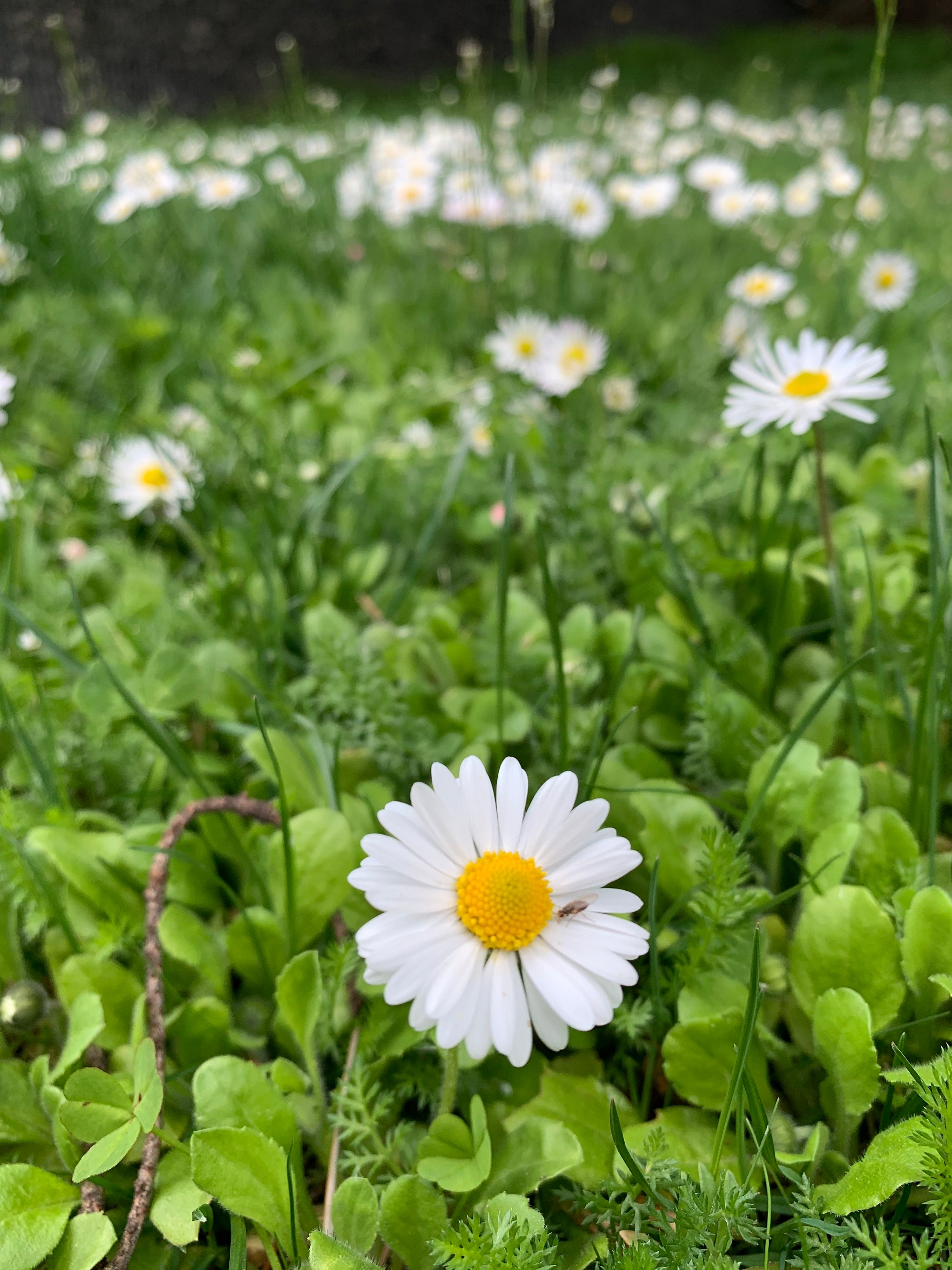 PT 757 Fleur de Lawn Blanche - Pro Time Lawn Seed