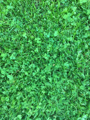 PT 764 Verdant Lawn - Pro Time Lawn Seed