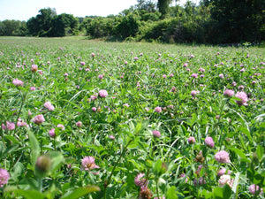 PT 008 Urban Farm Pasture Mix - Pro Time Lawn Seed